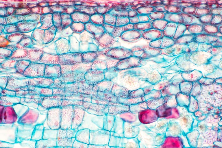 133 Collenchyma Tissue Under Microscope Stock Photos - Free & Royalty ...