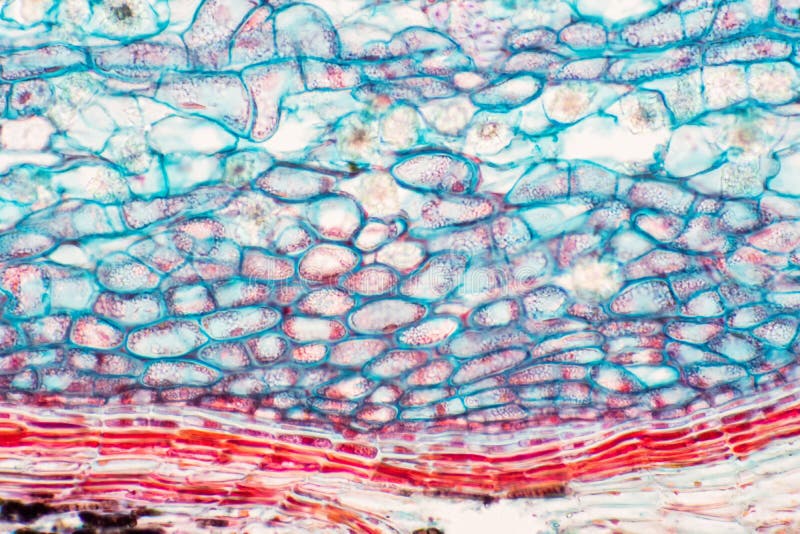 Opium Poppy (Papaver Somniferum) Stock Image - Image of plant, heroin ...