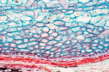 133 Collenchyma Tissue Under Microscope Stock Photos - Free & Royalty ...