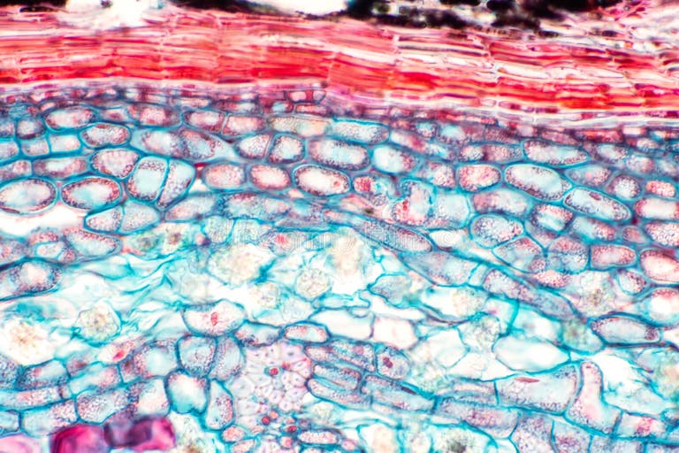 133 Collenchyma Tissue Under Microscope Stock Photos - Free & Royalty ...