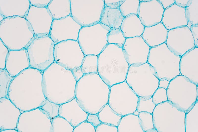 Parenchyma Tissue