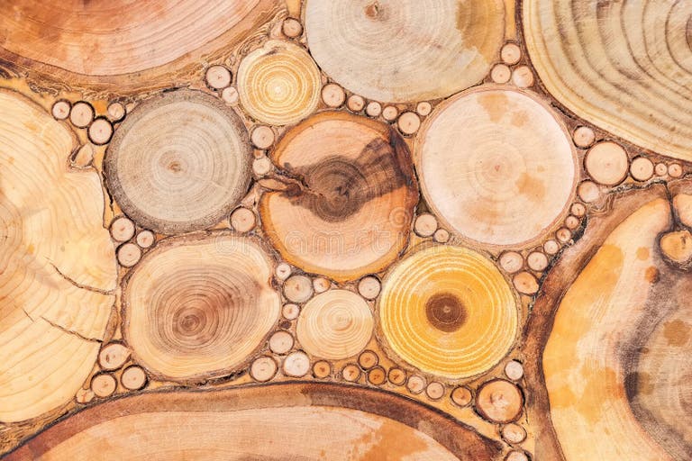 Cross Sections of Trunks and Branches of Different Trees Stock Photo ...