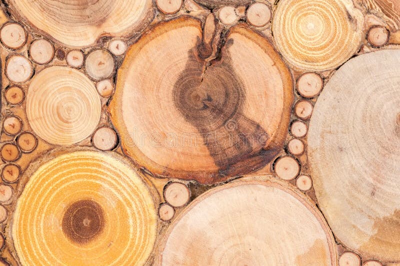 Cross Sections Of Trunks And Branches Of Different Trees Stock Image