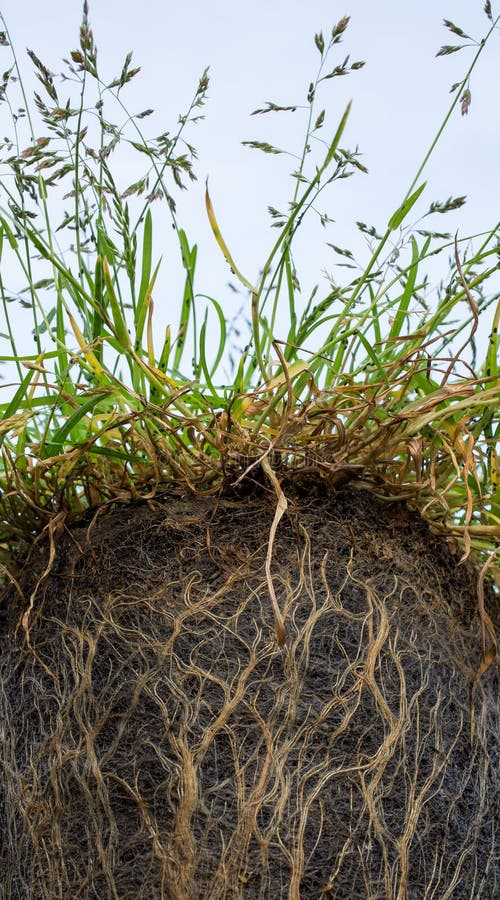 Cross Sectrion through Grass Root Stock Image - Image of field, meadow ...
