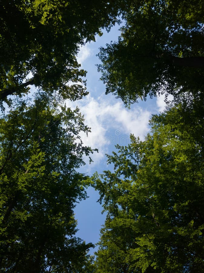 Cross Shape Opening in Tree Canopy Looking Toward Sky Stock Image ...