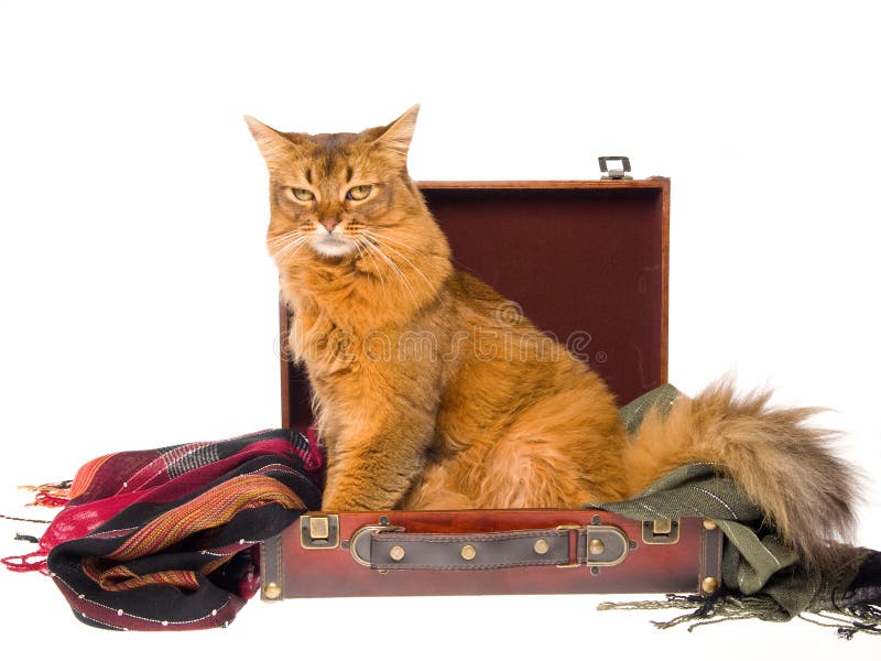 2,396 Cat Suitcase Stock Photos - Free & Royalty-Free Stock Photos from ...