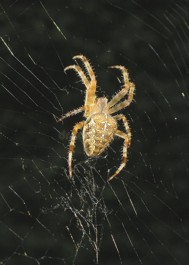 Spider-Web stock image. Image of center, close, trap, light - 364965