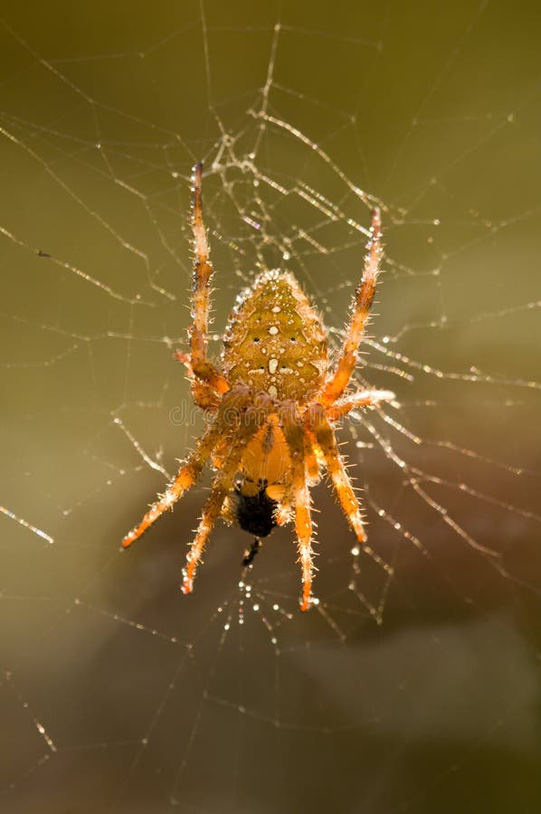 Cross spider stock photo. Image of yellow, arthropods - 3592162