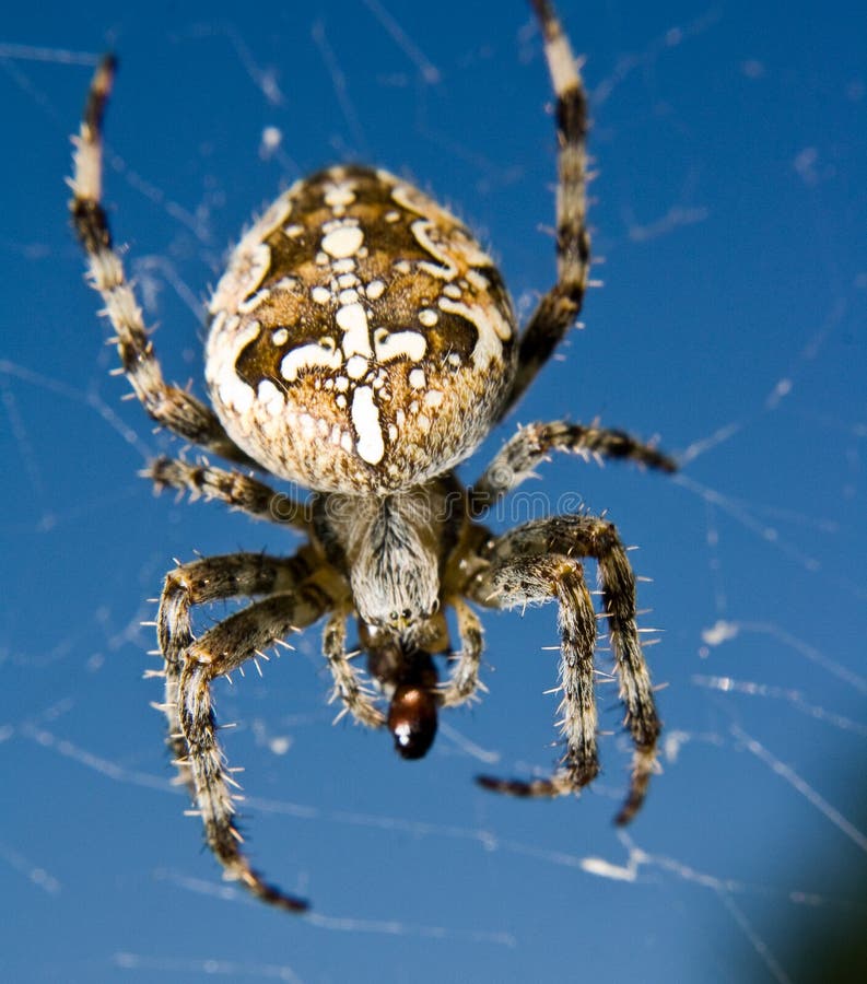 Cross spider stock photo. Image of closeup, macro, back - 25323408