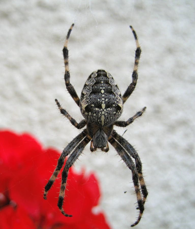 Cross Spider Picture. Image: 3054905