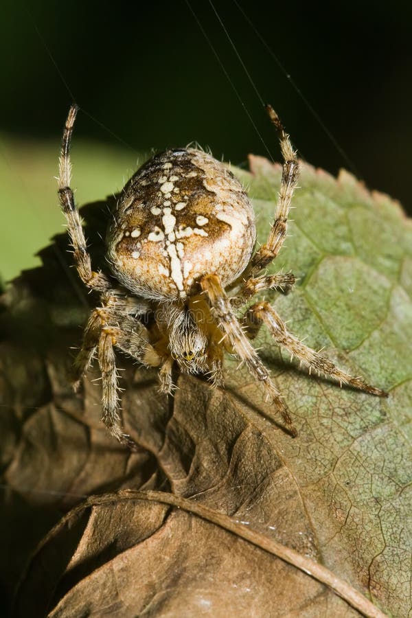 Cross spider stock photo. Image of yellow, arthropods - 3592162