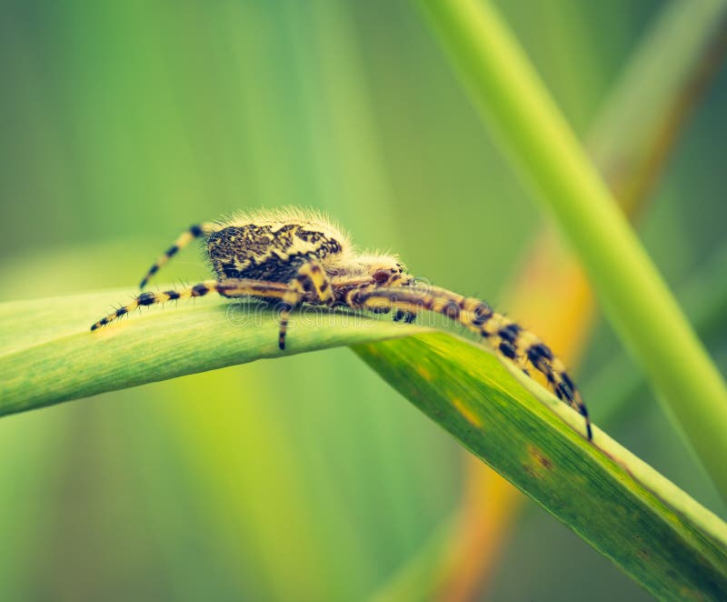 Cross Spider in Big Close Up Stock Image - Image of phobia ...