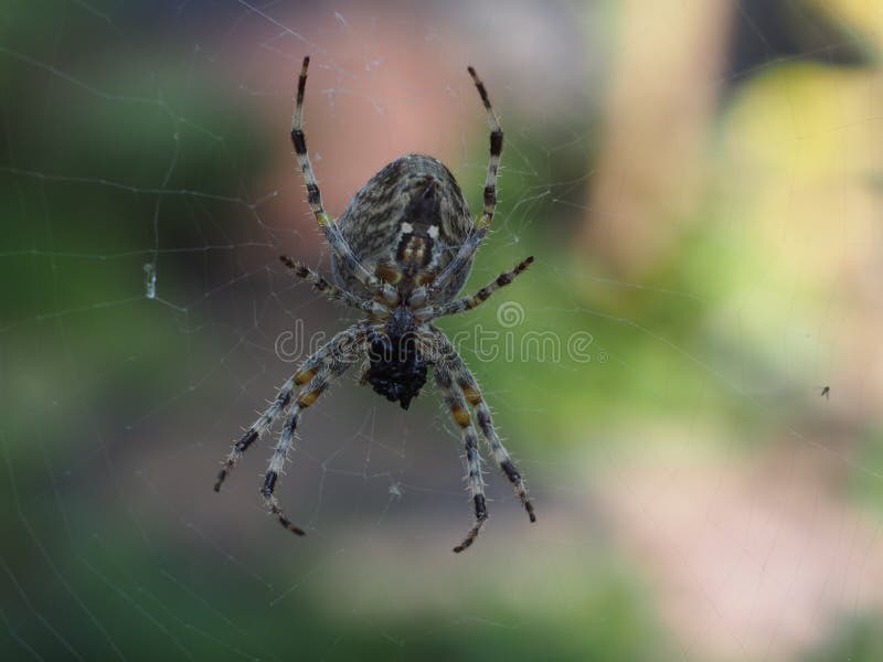 Cross Spider Crawling on a Spider Thread. Halloween Fright. a Useful ...