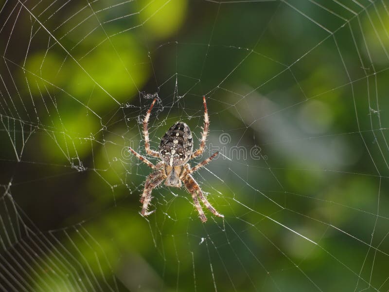 Cross spider stock image. Image of arachnida, arachnid - 44099883