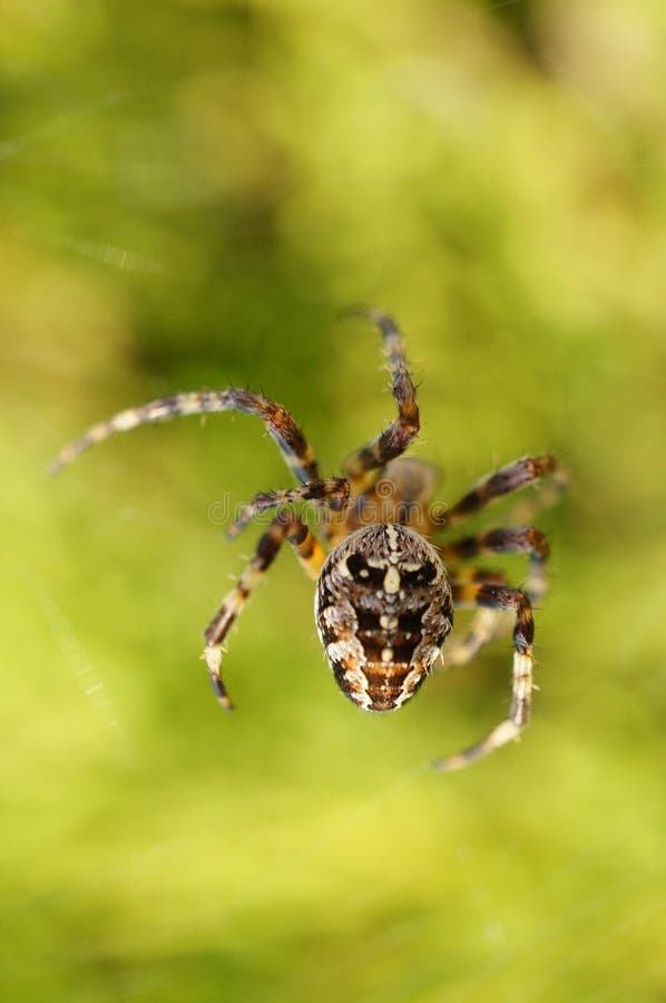 Cross spider stock photo. Image of orbweaver, predator - 45763554