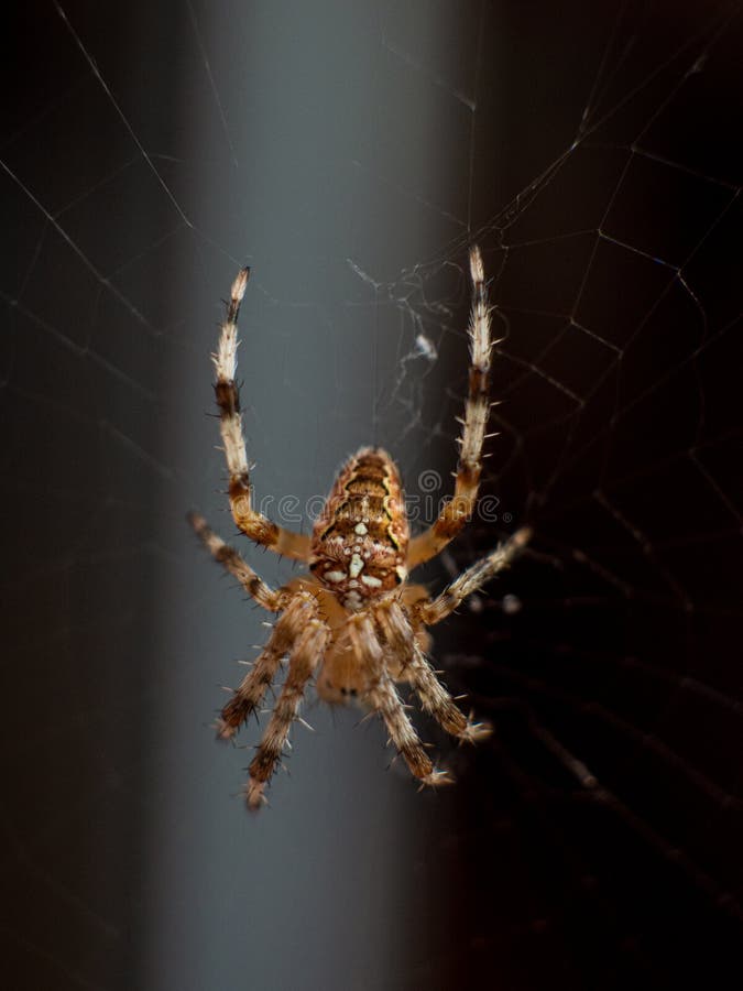 Cross Spider in the Center of the Spider Web Stock Photo - Image of ...