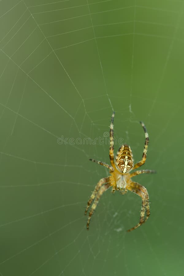 Cross Spider stock image. Image of arachnid, european - 108356801