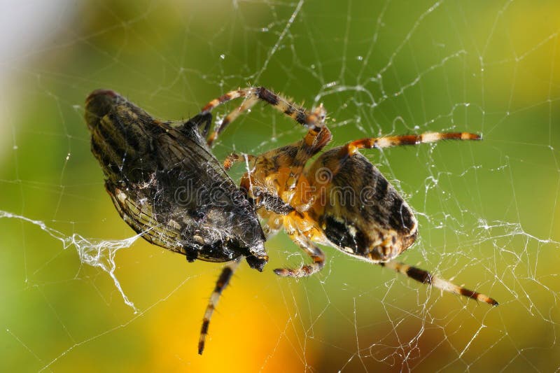 Cross spider stock image. Image of cocoon, garden, insect - 43488653