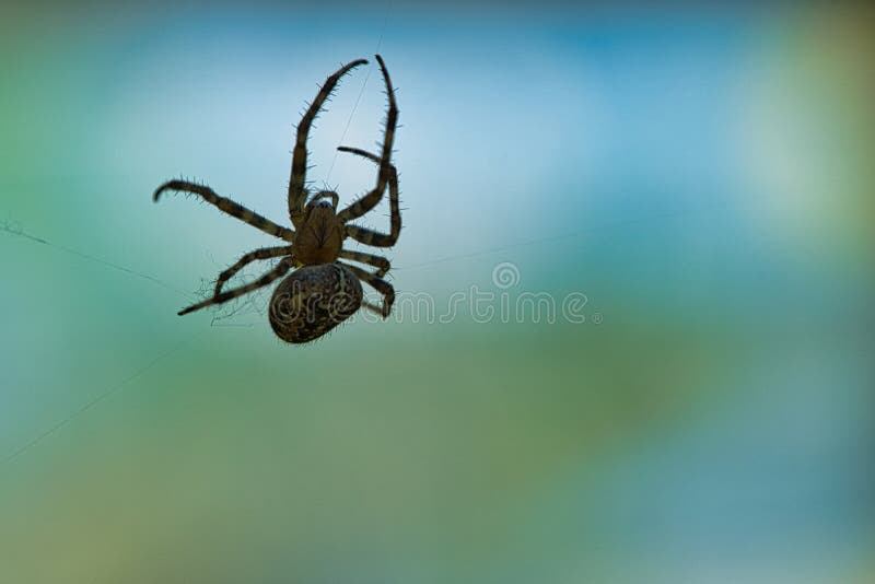 Cross Spider Crawling on a Spider Thread. Blurred. a Useful Hunter ...