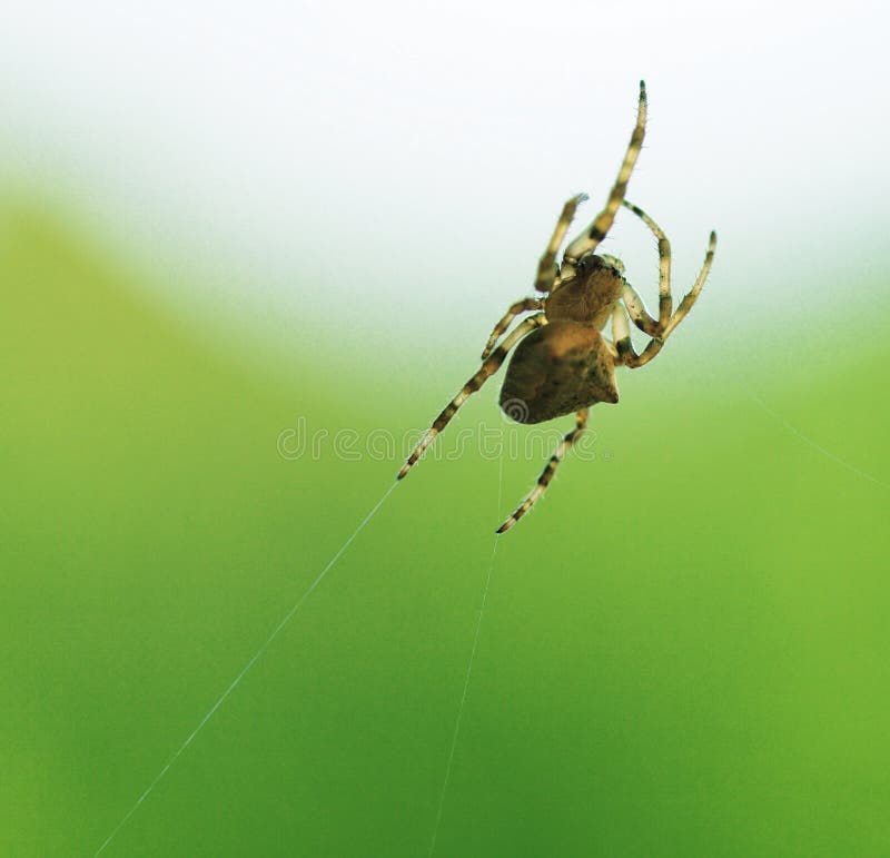 Cross spider stock image. Image of indoor, nature, brown - 47350477