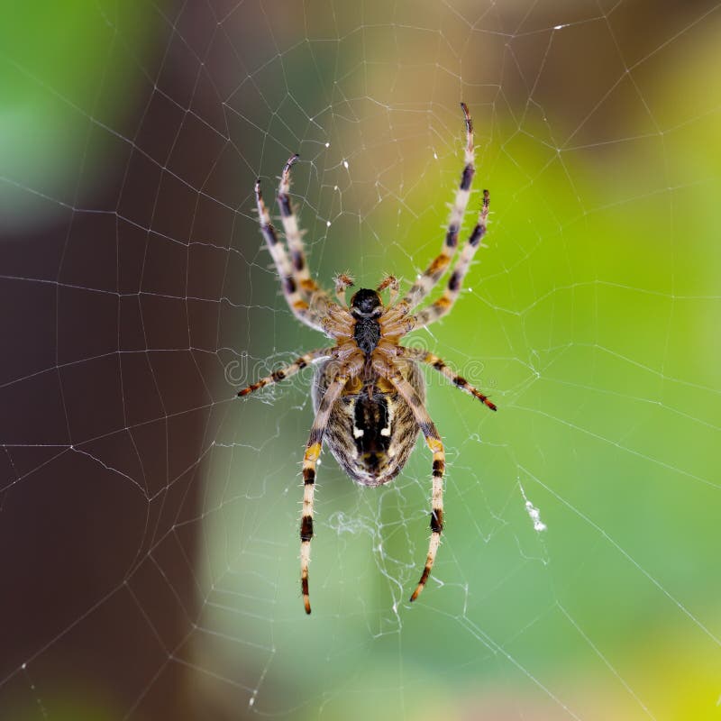 Cross spider stock image. Image of diadematus, closeup - 82706951
