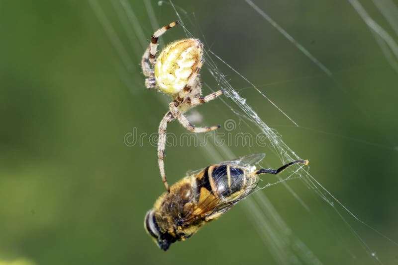 Cross Spider with His Prey. Spider Eating a Bee Stock Image - Image of ...
