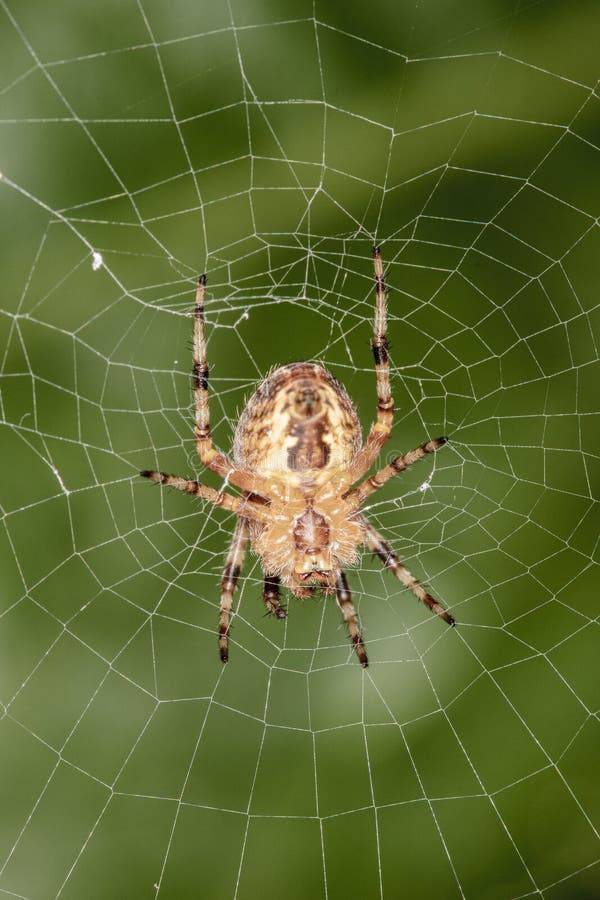 Cross Spider on His Web, Close Up Stock Image - Image of outdoor ...