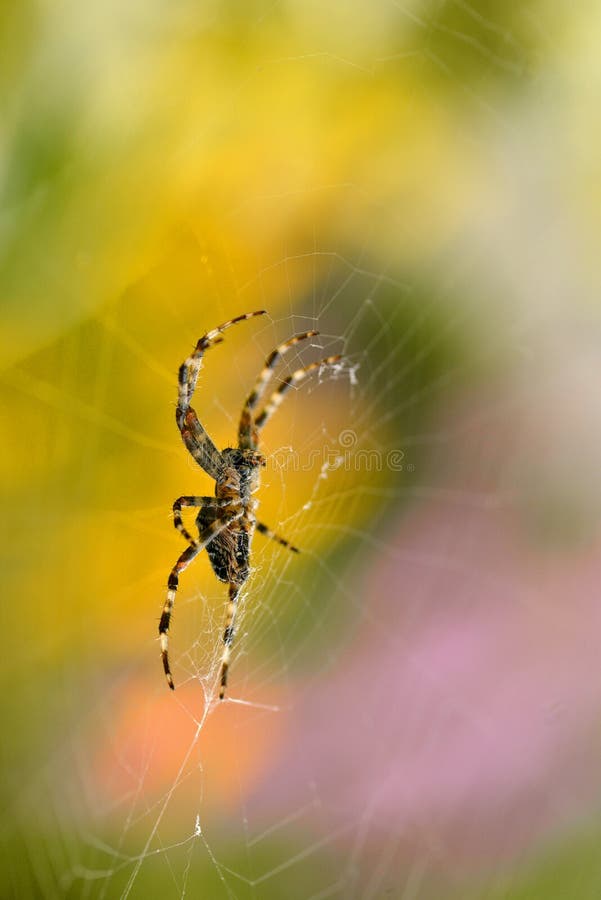 Cross spider on its cobweb stock image. Image of nature - 44660705