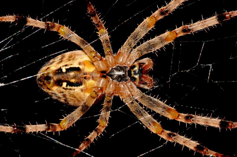 Cross-spider. stock photo. Image of europe, area, holland - 76348766
