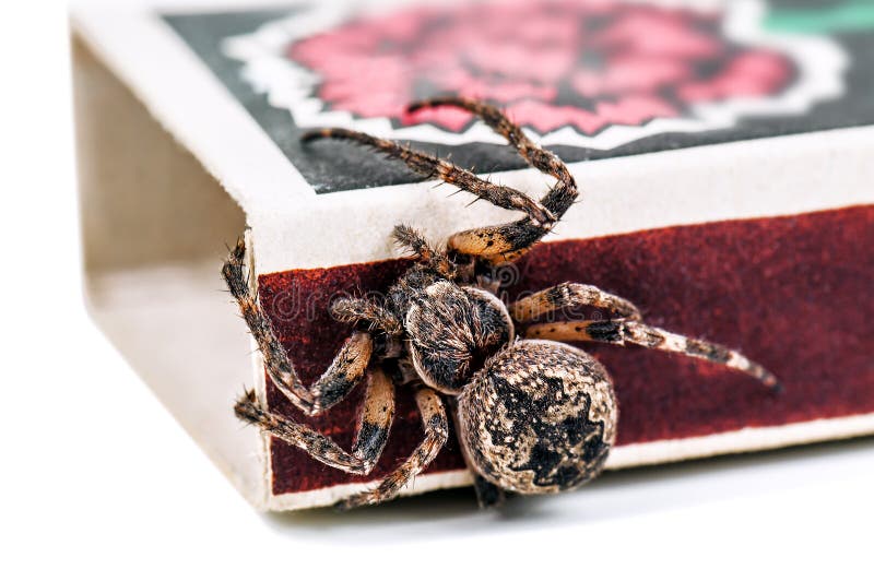 Cross spider on matchbox stock photo. Image of spooky - 139084822