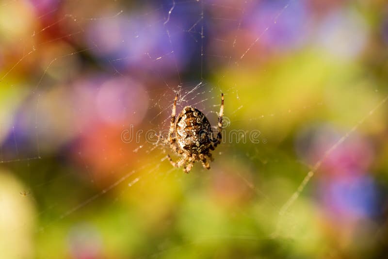 Cross Spider in the Middle of Its Web Stock Image - Image of middle ...
