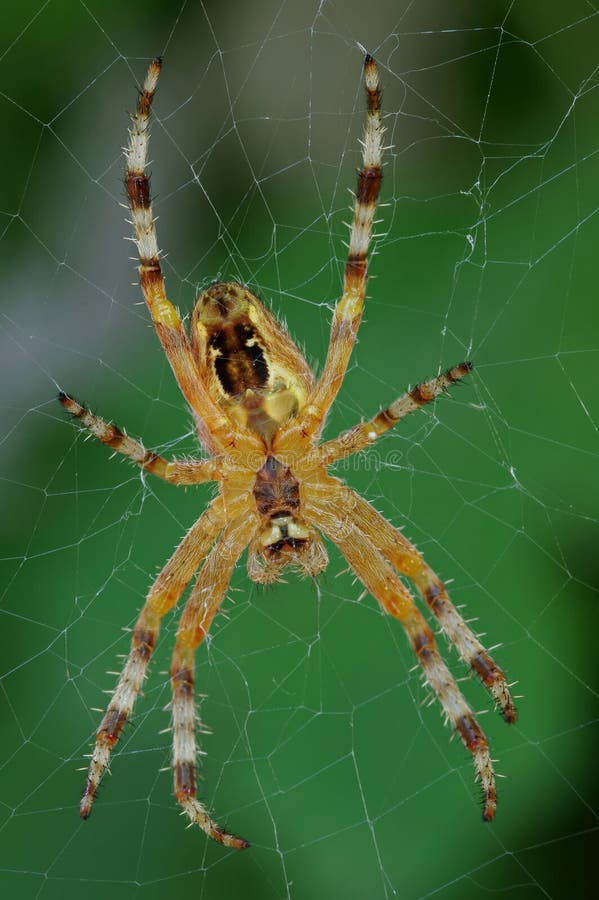 Insect. Cross Spider on the Web Stock Photo - Image of closeup, brown ...