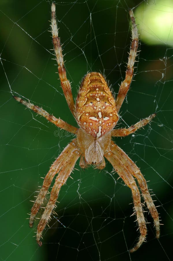 Insect. Cross Spider on the Web Stock Photo - Image of closeup, brown ...