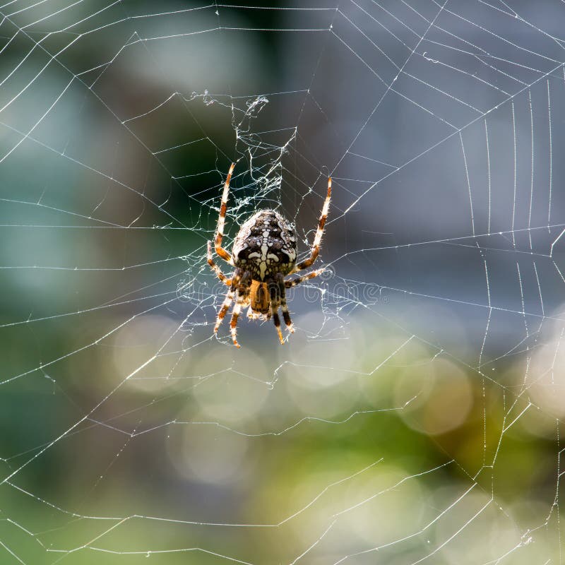 Cross spider in the web stock photo. Image of insect - 98818974