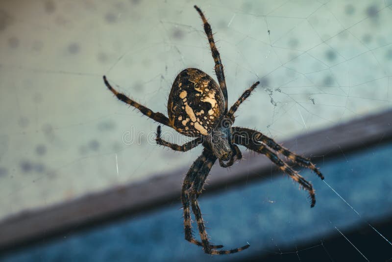 Cross spider in the web stock photo. Image of natural - 267615954