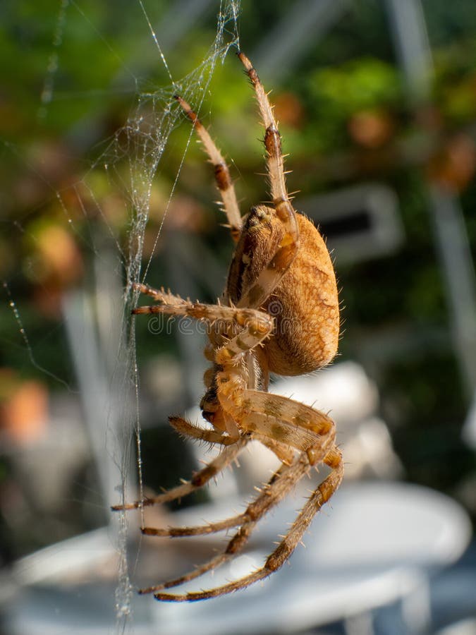 Cross Spider on a Web, Hanging Down Stock Photo - Image of hairy ...