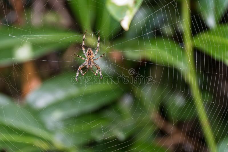 Cross Spider in the Spider Web Stock Photo - Image of filament ...