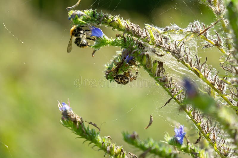 Cross Spider in the Spider Web in the Nature. Slovakia Stock Photo ...