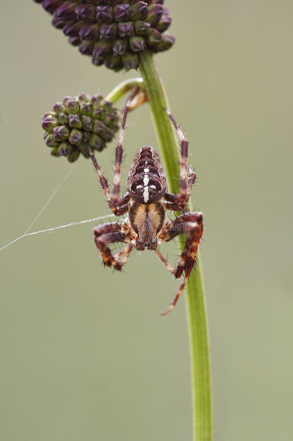 Cross spiderr stock image. Image of garden, spinner, closeup - 41232369