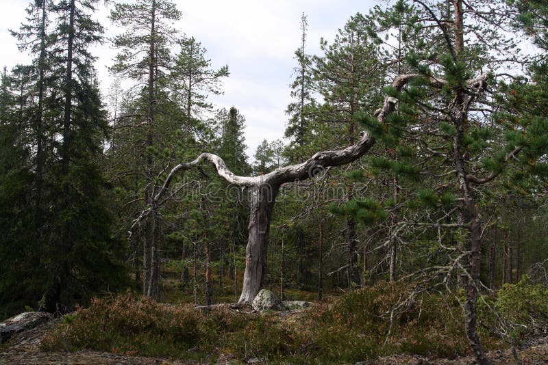 The Cross Tree. an Outstanding Tree at Rovaniemi Finland Stock Photo ...