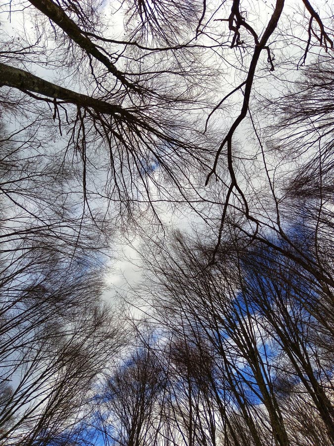 Cross is Trees in the Winter Dormancy of Vegetation. Stock Image ...