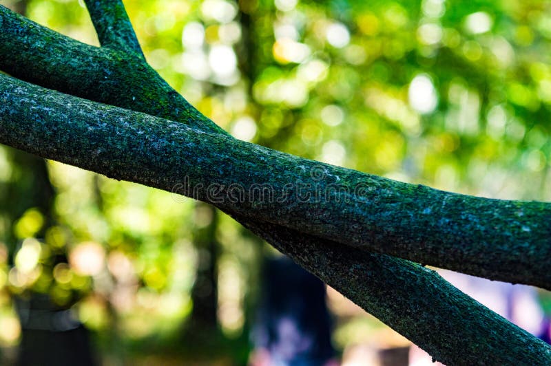 Cross with Treetrunks in Forest People Behind Stock Image - Image of ...