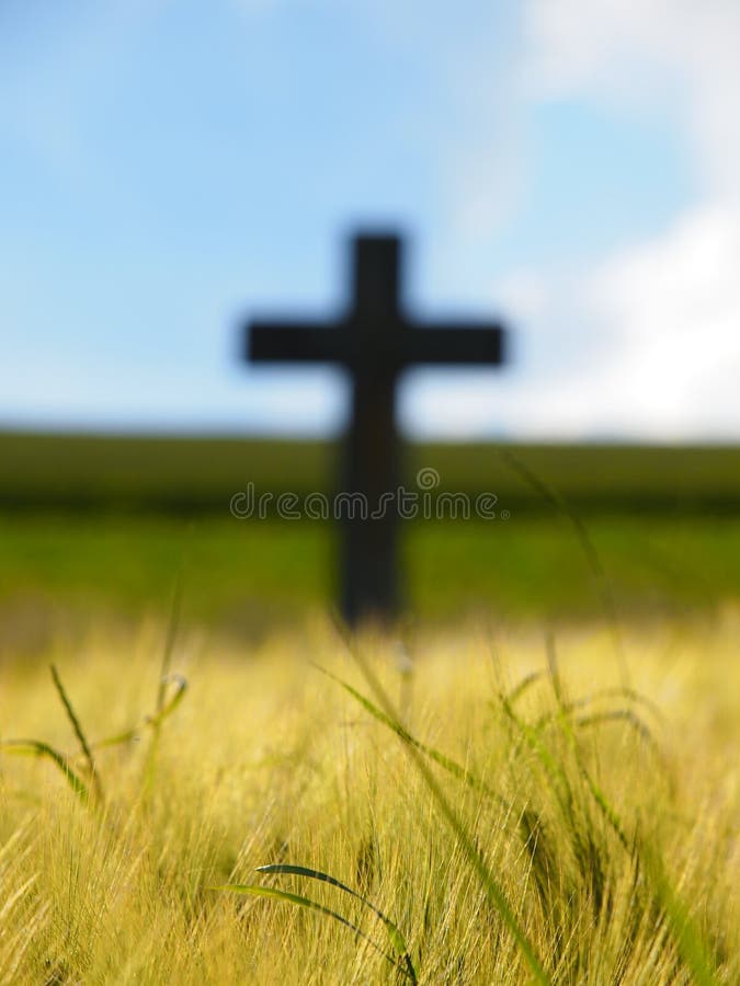 Wheat cross stock image. Image of crossed, isolated, harvest - 11193319