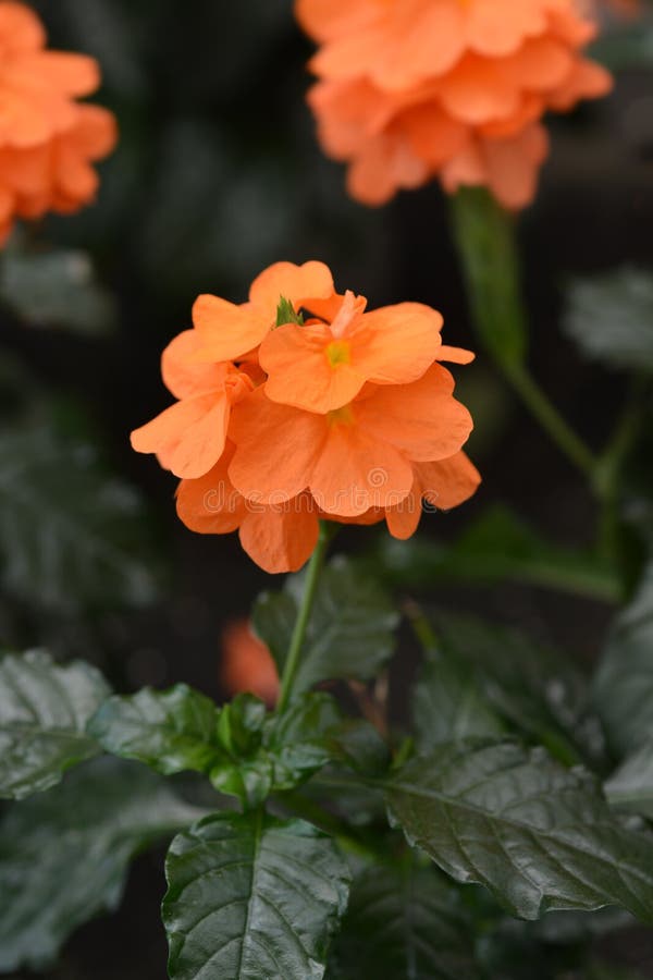 Crossandra Fortuna stock image. Image of plant, outdoors - 157649737