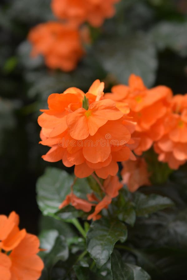 Crossandra Fortuna Plant with Bright Orange Flowers in Tropical ...