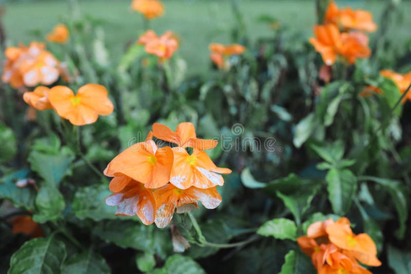 Crossandra Infundibuliformis, Also Called Firecracker Plant, I Stock ...