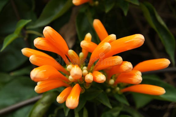 Crossandra Pungens Stock Photos - Free & Royalty-Free Stock Photos from ...