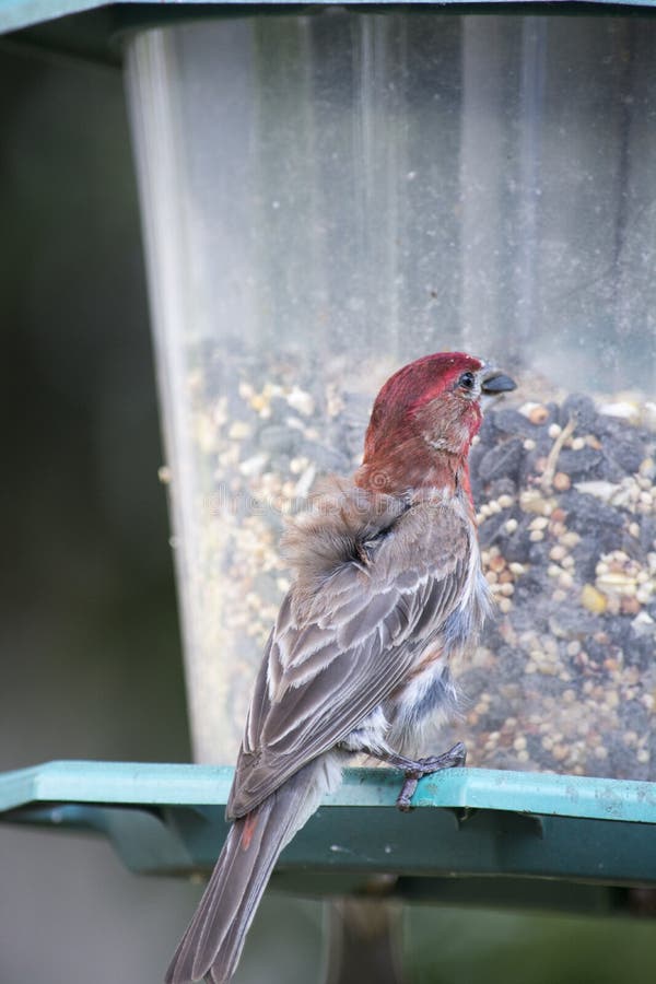 Crossbeak at feeder stock image. Image of beak, nature - 121166585