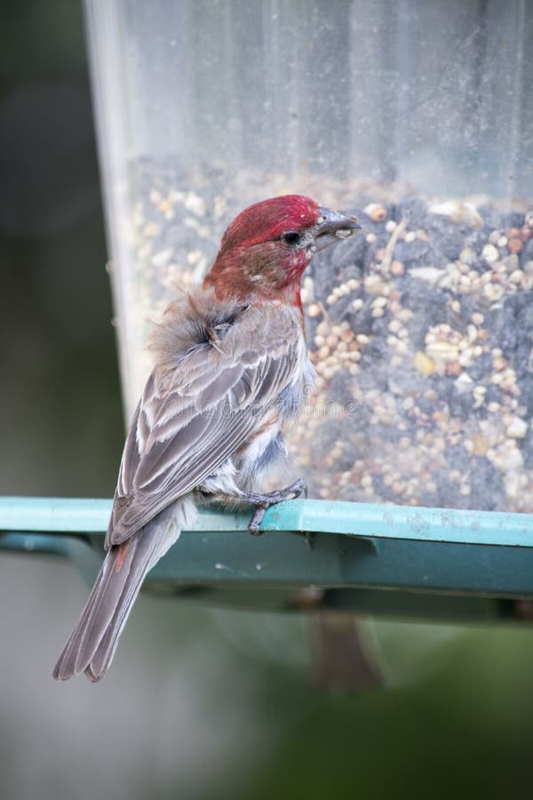 Crossbeak at feeder stock image. Image of feeding, feeder - 121166605