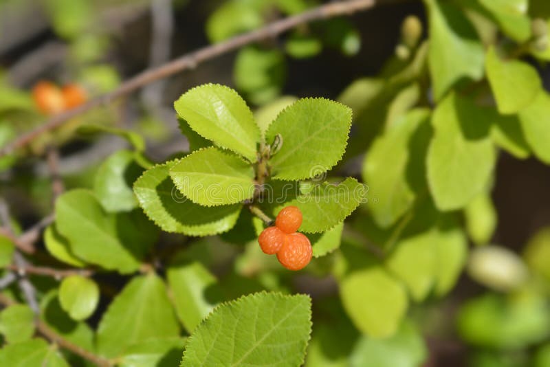Crossberry fruit stock photo. Image of tree, close, botany - 195675786